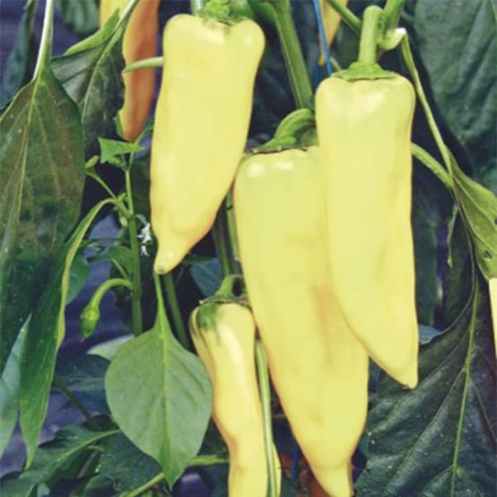 Piment Hungarian Yellow Wax Hot - Piment fort jaune le sachet de ...