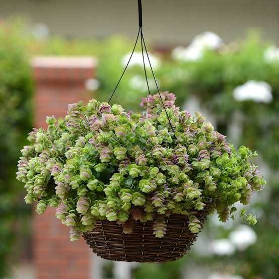 Graines d'Origan rotundifolium Kirigami (graines enrobées) le sachet de ...