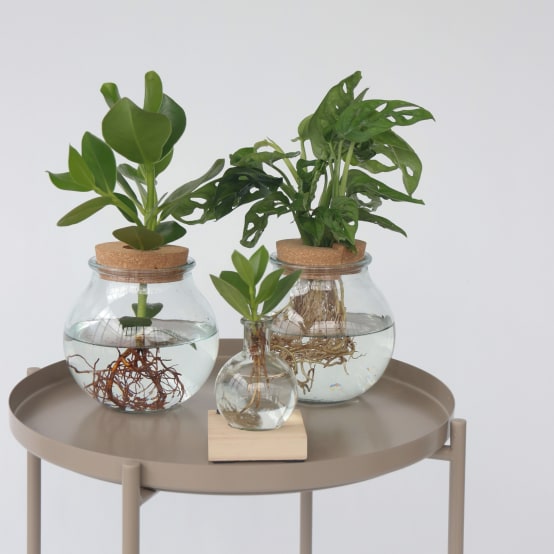 Clusia en verre - Clusia rosea 'Princess' - Hauteur 25-35cm - ⌀20cm - Gamm vert