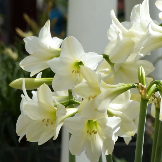Amaryllis sonatini White Rascal - Hippeastrum de jardin Bulbe - Gamm vert