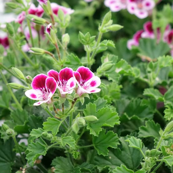 Pelargonium - Geranium parfumé Mosquitaway Nova minimotte (par 5 ...