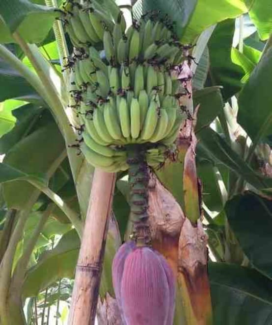 Bananier Musa acuminata cv. super darf Cavendish Couleur floraison:Rose - Taille:Pot de 110L 200 ...