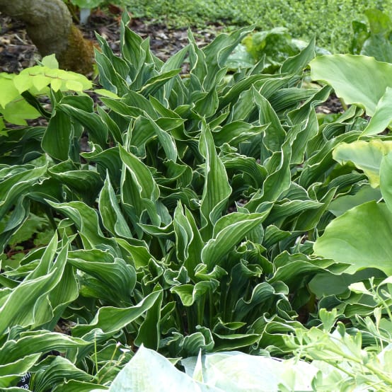 Hosta Praying Hands Godet de 8/9 cm - Gamm vert