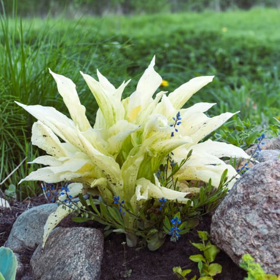 Hosta Improved White Feather - Pot de 1,5L/2L - Gamm vert