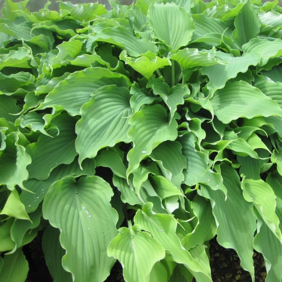 Hosta Neptune Pot de 1,5L/2L - Gamm vert