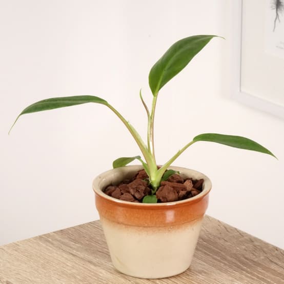 Philodendron holtonianum Trilobe Mini-plante - Gamm vert