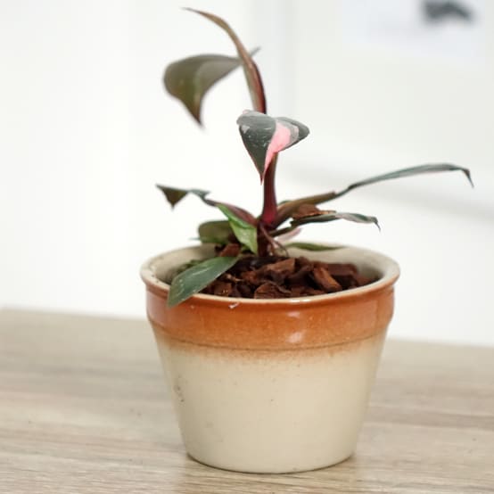 Philodendron Pink Princess Mini-plante - Gamm vert