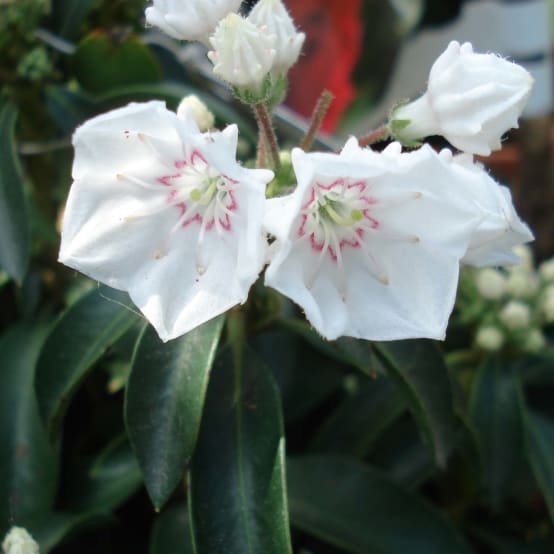 Kalmia latifolia Elf - Laurier des montagnes Pot de 3L/4L - Gamm vert