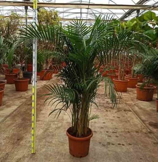 Dypsis lutescens (Palmier multipliant) Taille:Pot de 25L -200cm - Gamm vert