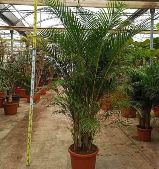 Dypsis lutescens (Palmier multipliant) Taille:Pot de 25L -200cm - Gamm vert