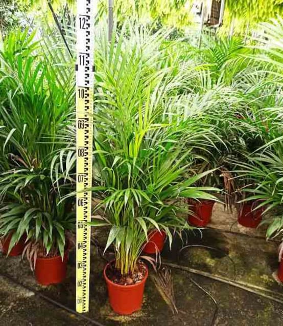 Dypsis lutescens (Palmier multipliant) Taille:Pot de 25L -200cm - Gamm vert