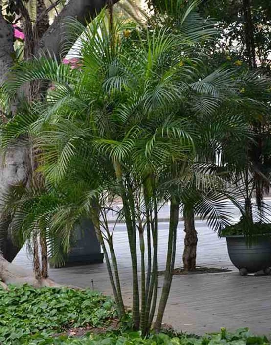 Dypsis lutescens (Palmier multipliant) Taille:Pot de 25L -200cm - Gamm vert
