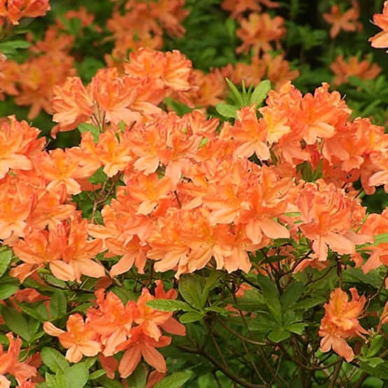 Azalée orange (1 pièce) - plante arbuste rhododendron japonais - azalee ...