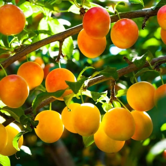 Prunier 'Mirabelle de Nancy' (Prunus domestica 'Mirabelle de Nancy ...