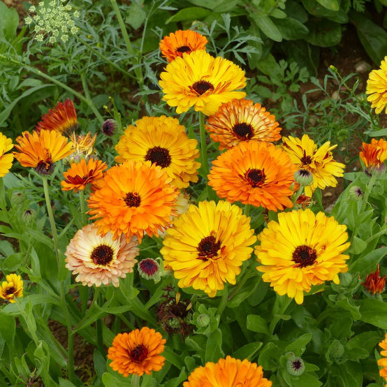 Graines de Calendula officinalis Touch Of Red Mixed - Souci des Jardins ...