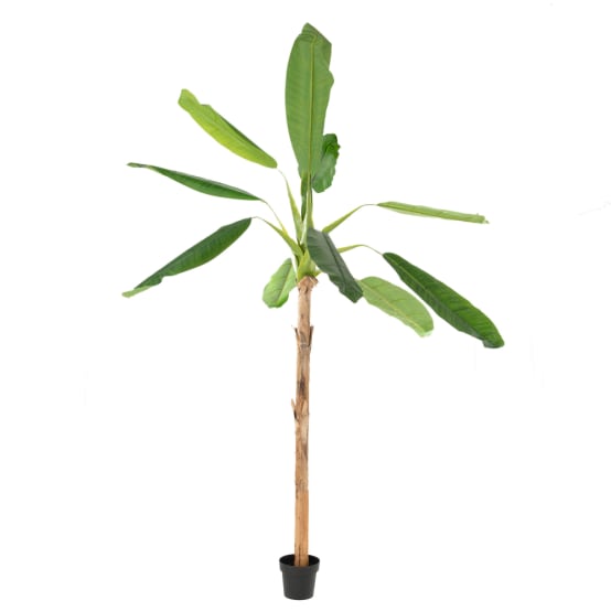 Bananier ABYSSINIE H: 280 cm - Gamm vert