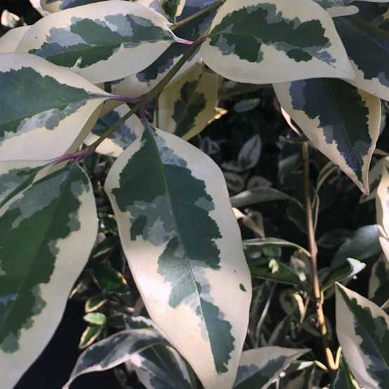 Troène de Californie Argenté, Ligustrum à fleurs Blanche - feuillage ...