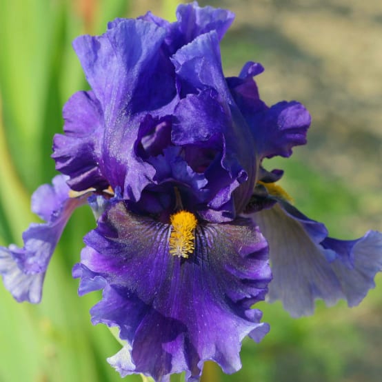 Iris germanica Deep Dark Secret - Grand Iris des Jardins Rhizome ...