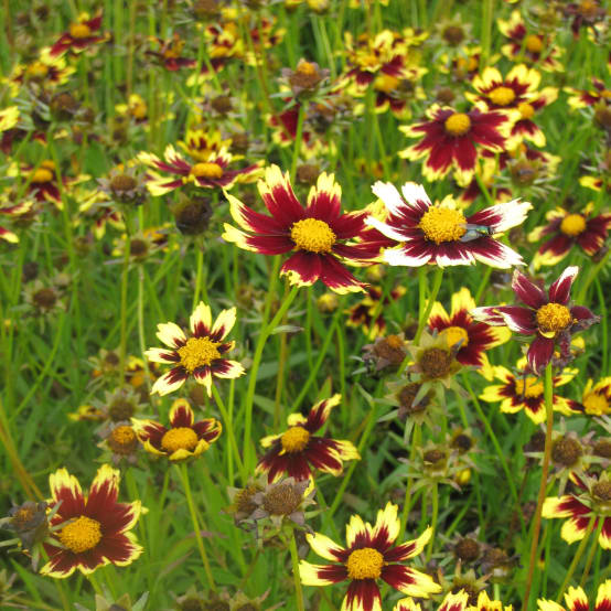 Coreopsis Cosmic Eye Godet de 8/9 cm - Gamm vert
