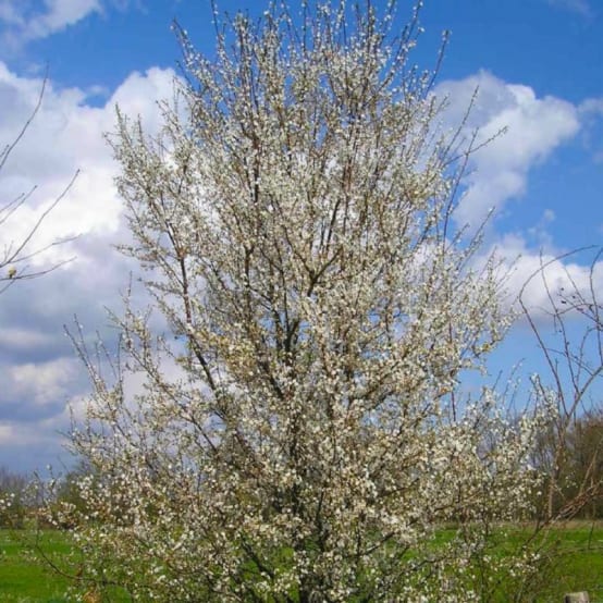 Prunier myrobolan (Prunus cerasifera) - Godet - Taille 20/40cm ...