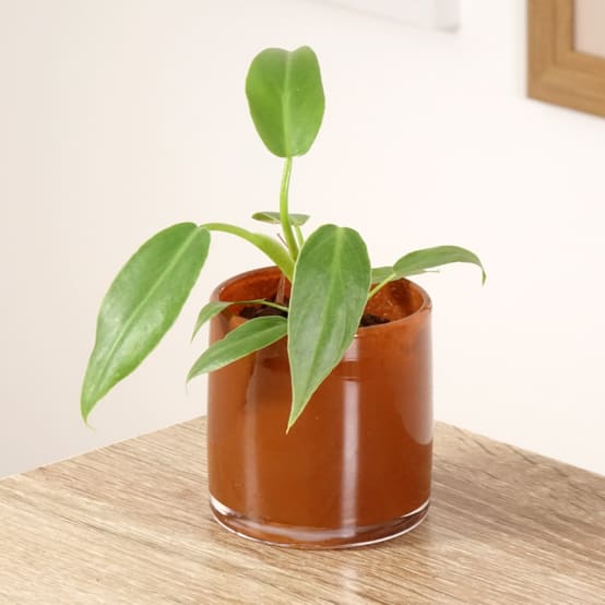 Philodendron radiatum Mini-plante - Gamm vert