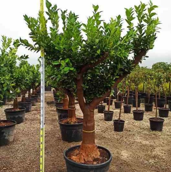 Citrus sinensis (oranger) Couleur floraison:Blanc - Taille:Pot 130L ...