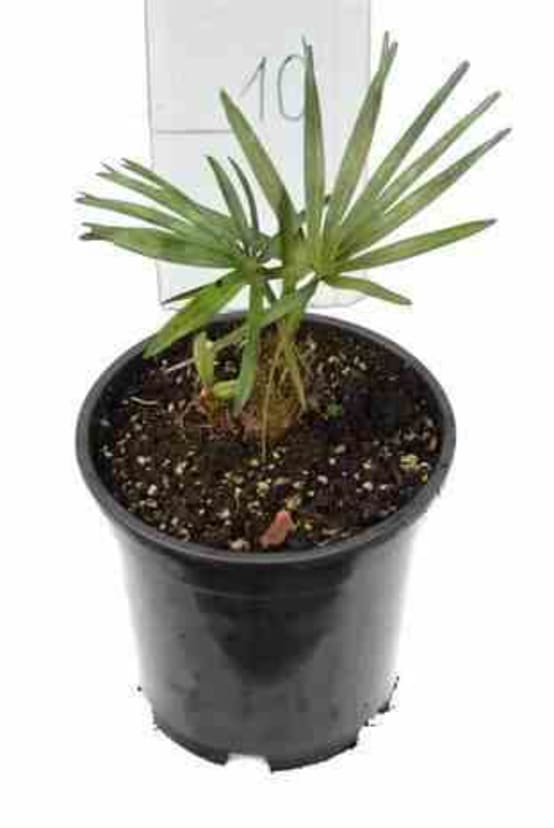 Chamaerops humilis var. cerifera (Palmier doum bleu) SPÉCIMEN Couleur ...