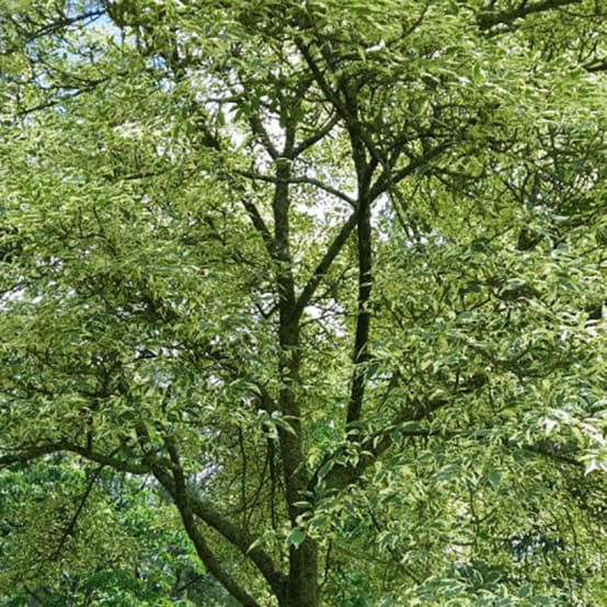 Frêne commun panaché - Fraxinus excelsior Argenteovariegata Pot de 7,5L/10L - Gamm vert