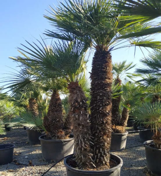 Chamaerops humilis var. cerifera (Palmier doum bleu) Couleur floraison:Jaune - Taille:Pot de ...
