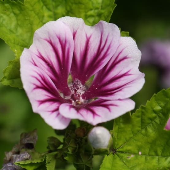 Graines de Malva sylvestris Zebrina - Grande Mauve le sachet de 50 ...