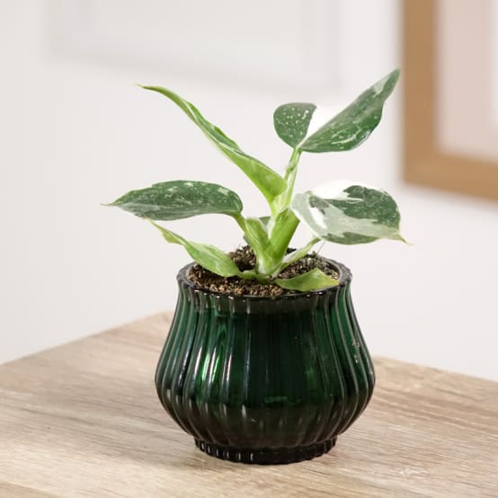 Philodendron White Wizard Mini-plante - Gamm vert
