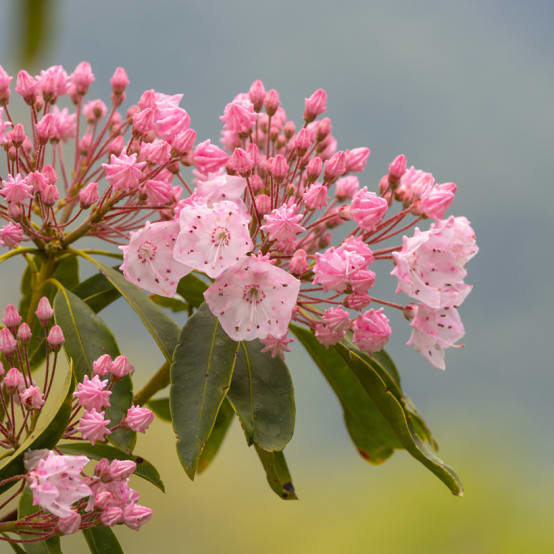 Kalmia latifolia Olympic Fire - Laurier des montagnes rose vif et blanc ...