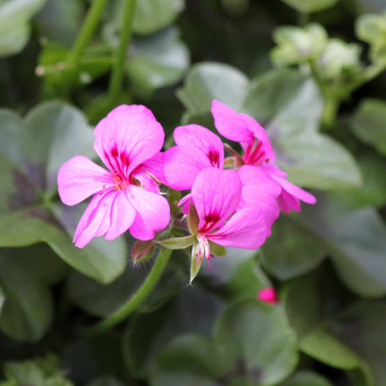 Géranium lierre Rainbow Amethyst - Pelargonium peltatum - godet de 8 ...