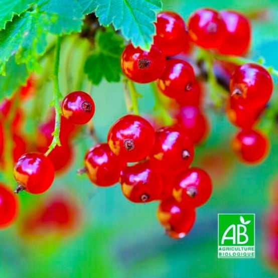 Groseillier 'Jonkheer van tets' BIO (Ribes rubrum 'Jonkheer van tets ...