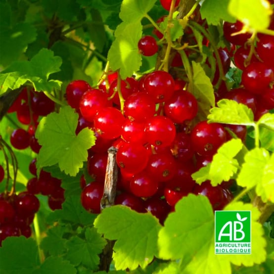 Groseillier à grappes 'Versaillaise rouge' BIO (Ribes rubrum ...