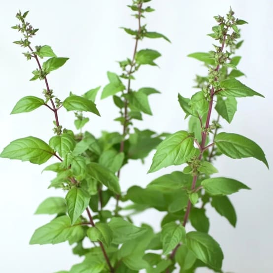 250 Graines de Basilic Sacré Tulsi - SemiSauvage Permaculture - Gamm vert