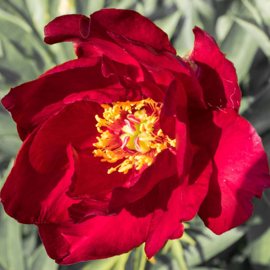 Pivoine Itoh Scarlet Heaven - Pot de 2L/3L - Gamm vert