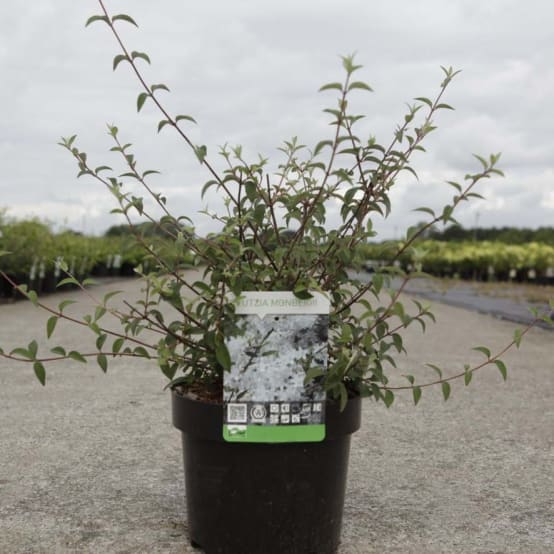 Deutzia monbeigii Pot de 2L/3L - Gamm vert
