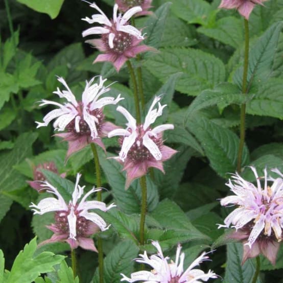 Monarde bradburiana - Bergamote sauvage Godet de 8/9 cm - Gamm vert