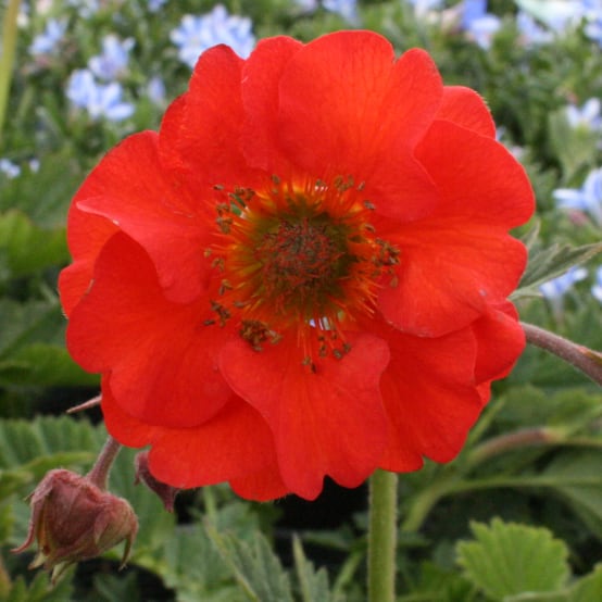 Geum coccineum Red Wings - Benoîte rouge double Godet de 8/9 cm - Gamm vert