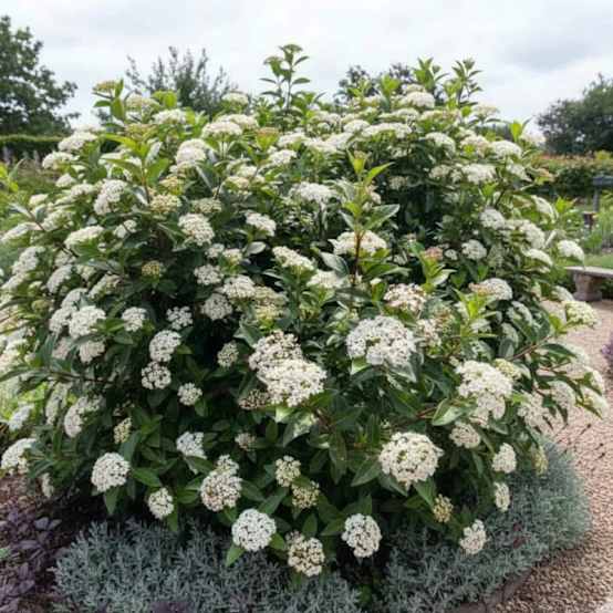 Viorne, Laurier Tin Giganteum, Viburnum à fleurs Rose - feuillage ...