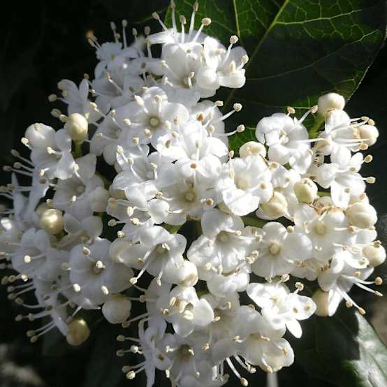 Viorne, Laurier Tin Giganteum, Viburnum à fleurs Rose - feuillage ...