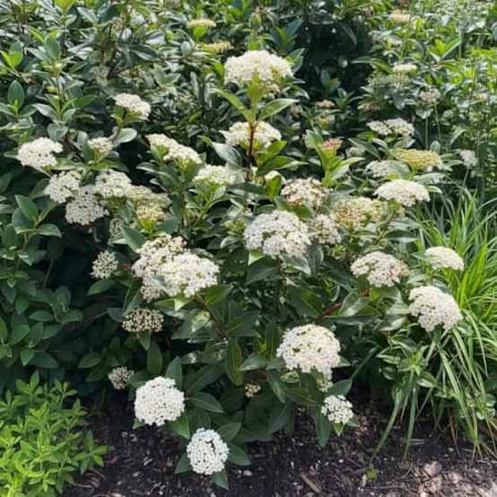 Viorne, Laurier Tin Giganteum, Viburnum à fleurs Rose - feuillage ...