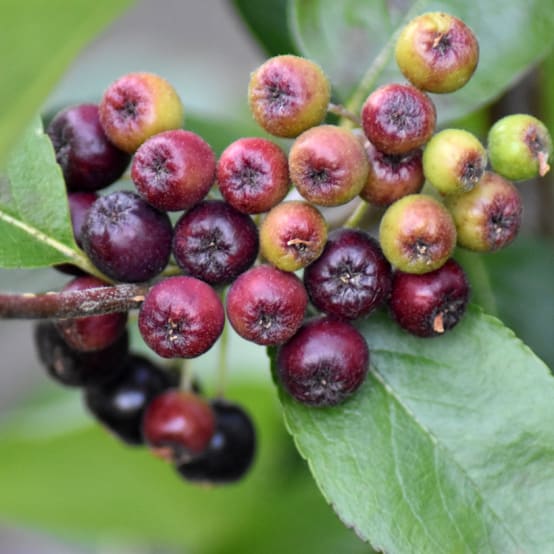 Aronia prunifolia Nero - Aronie à gros fruits. Pot de 1,5L/2L - Gamm vert