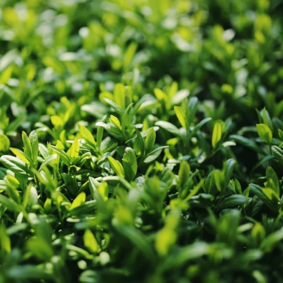 Troène commun Atrovirens, Ligustrum à fleurs Blanche - feuillage Caduc ...