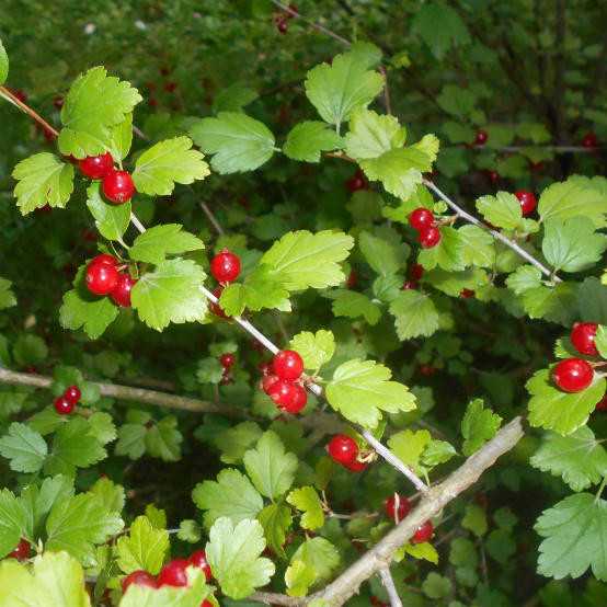 Ribes alpinum - Groseillier des Alpes. Pot de 2L/3L - Gamm vert
