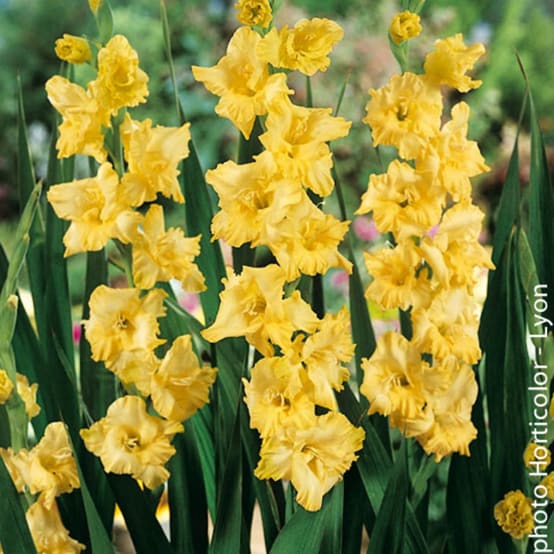 Glaïeul ou Gladiolus Morning Gold Bulbe (par 20) - Gamm vert