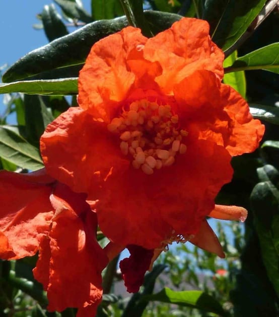 Punica granatum var.mollar de Elche (Grenadier très productif, gros ...