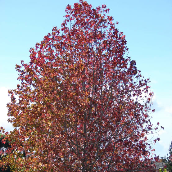 Liquidambar styraciflua Pot de 3L/4L - Gamm vert