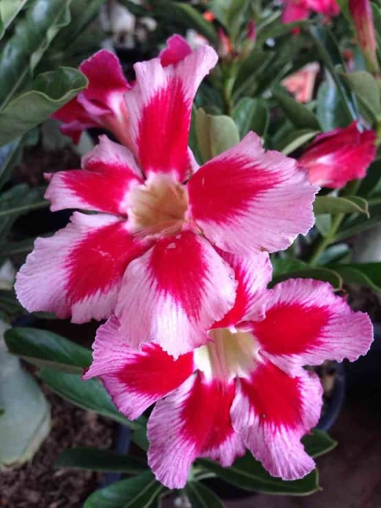 Adénium obésum cv. Néostar Couleur floraison:Rose - Taille:Caudex d ...